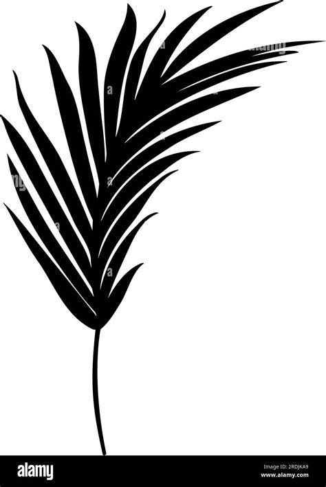 Palm Tree Leaf Vector