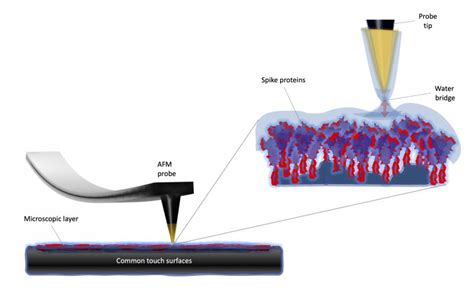 Atomic Force Microscope Measures Adhesio Daybreakweekly Uk