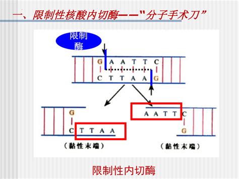 Ppt