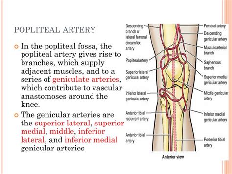 Popliteal Artery Location Location Of Your Popliteal Pulse What It