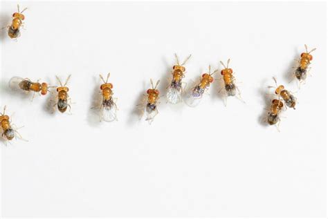 Pest Control Trichogramma Parasitic Wasp For Pest Moths In The