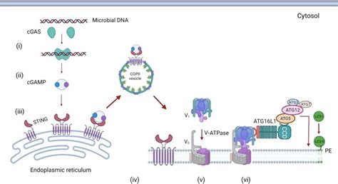 Recruitment Of Lc3 To Membranes During Sting Signaling Microbial Dna