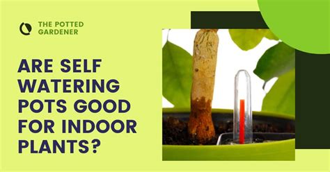 Successfully Growing Lime Trees In Pots Full Beginner S Guide The Potted Gardener