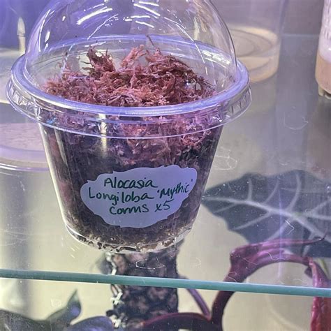 Corm Propagation Techniques