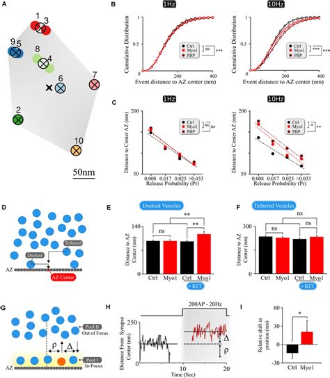 The Spatial Localization Of Vesicle Docking And Release Is Myosin V