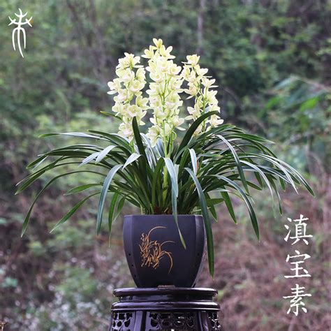 滇寶素蘭花苗帶花苞大花蕙蘭惠蘭名貴室內花卉盆栽適合懶人養的花 Taobao