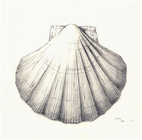 Sea Shell By Taiyo On DeviantArt Scientific Illustration Shell Drawing Sea Shells