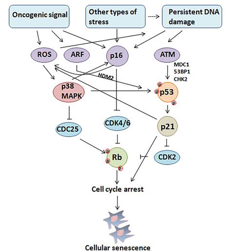 Table 1 From The Paradoxical Role Of Cellular Senescence In Cancer