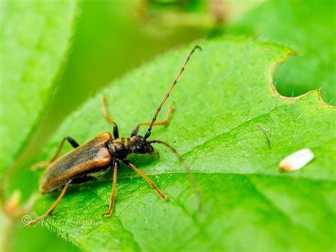 モモグロハナカミキリ Longhorn Beetles in the Landscape