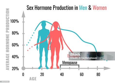 Hormonproduktiondiagramm Stock Vektor Art Und Mehr Bilder Von Sex Und