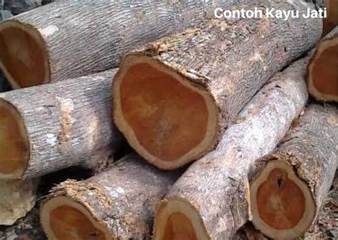 Jenis Jenis Kayu Rumah Kayu Bongkar Pasang