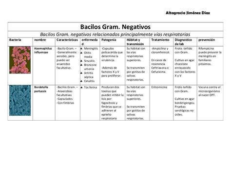Clasificacion De Las Bacteriaspdf Bacterias Gram Negativo Images