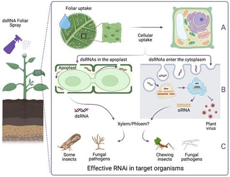 Ijms Special Issue Rna Interference Based Tools For Plant