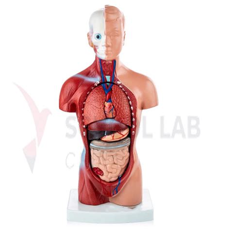 Human Miniature Torso Model China Manufacturers Suppliers And Exporters
