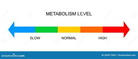 Metabolism Meter Horizontal Scale Metabolic Levels From Slow To High