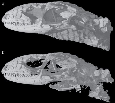 Chapter 7 Fossils The Story Of Earth An Observational Guide