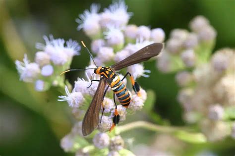 9 Bugs That Look Like Wasps Pictures And Identification