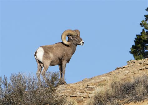 An Impressive Desert Bighorn Ram Feathered Photography