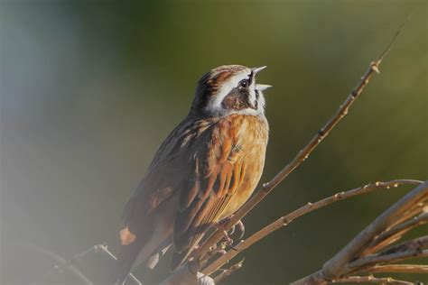 Pepy