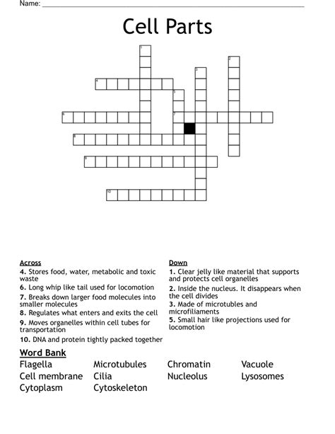 Cell Parts Crossword Wordmint