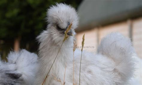 Taylor Made Poultry Leading The Way In High Welfare