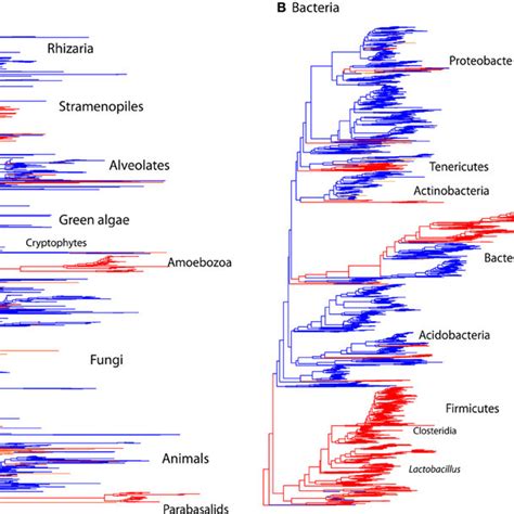 Comparison Of The Phylogenetic Distribution Of Taxa From Mammalian Gut Download Scientific