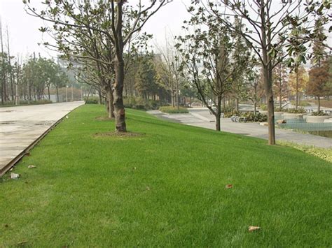 矮生百慕大和黑麦草怎么混播 藤本月季网 花瓣网