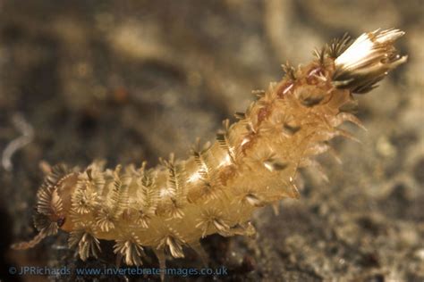 Polyxenus Lagurus British Myriapod And Isopod Group