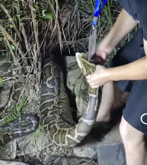 福建泉州發現50斤巨蟒，吞掉了一整隻羊，被人追時又為何會吐掉？ 每日頭條