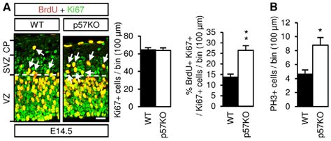 Cell Cycle Length Of Svz Precursors Was Shorter In P57ko A E14 5