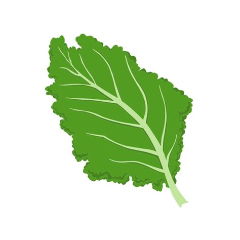 Kale Vegetable Leaf Illustration Png And Svg Design For T Shirts