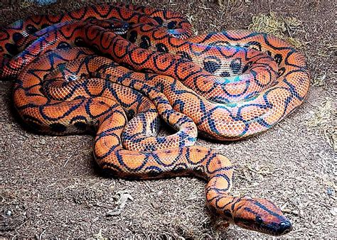 Boidae