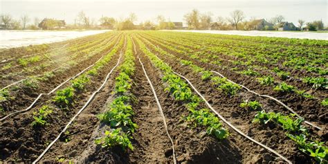 How Drip Irrigation Saves Water Twl Irrigation