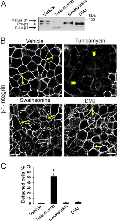 Inhibitors Of Er And Golgi Dependent Glycosylation Have Distinct