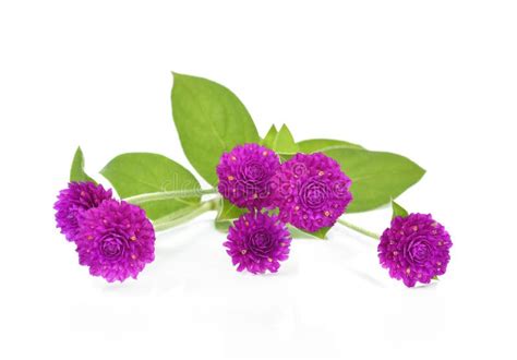 Globe Amaranth Beauty Flower In White Background Stock Image Image