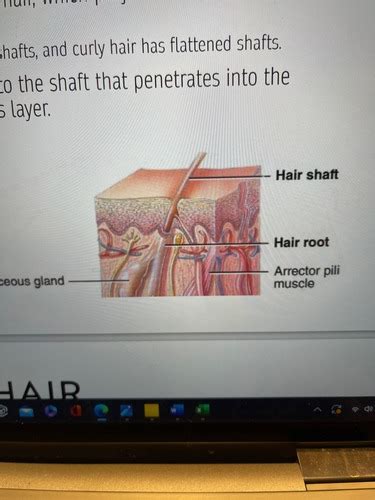 Exam 1 Lecture 4 Flashcards Quizlet