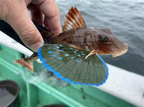 釣りペディア