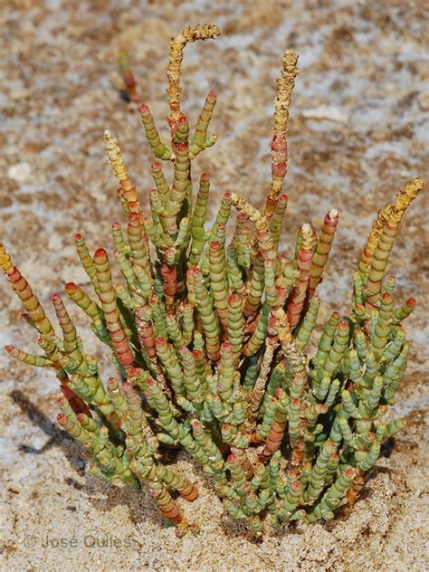 Arthrocnemum Macrostachyum