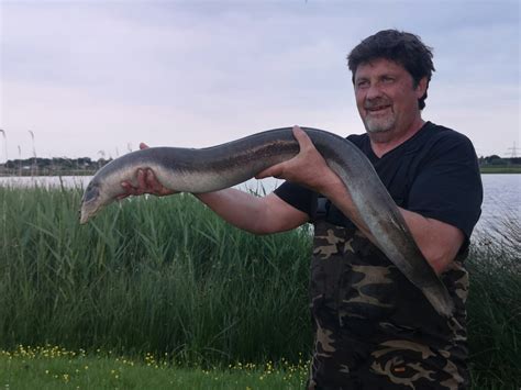How The British Record Eel Was Caught Angling Times