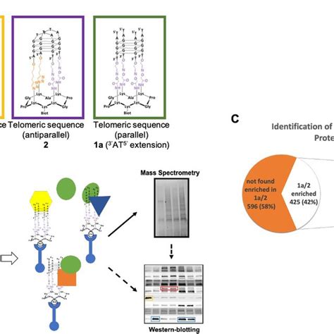 Pdf Constrained G Structures Unveil Topology Specificity Of Known And New G Binding Proteins