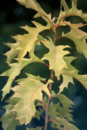 Amerikaanse Eik Quercus Rubra