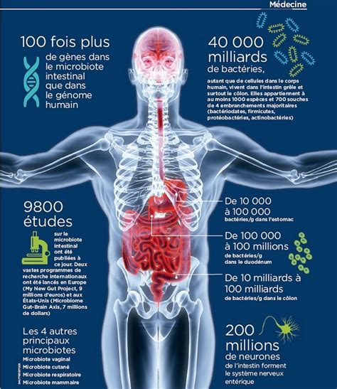 Microbiote intestinal et santé mentale Quelles liaisons NHA