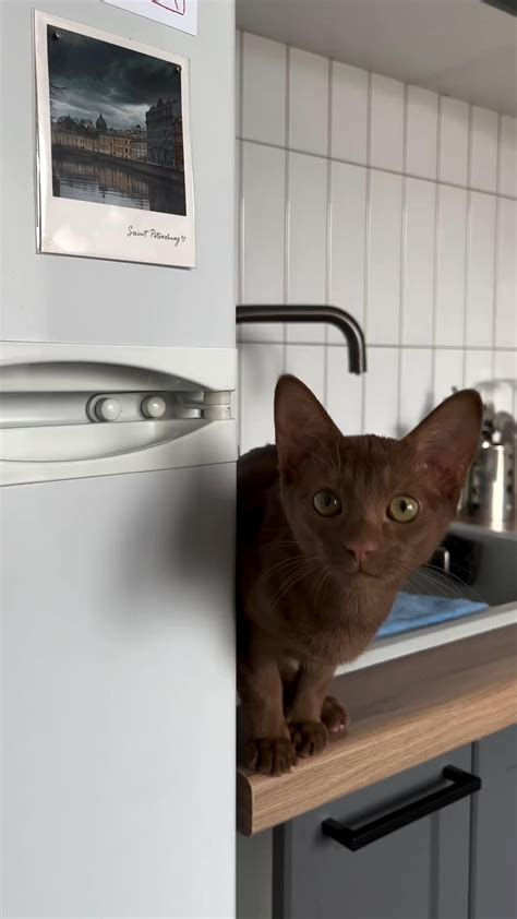 Chocolate Cat Michi Chococatmichi • Fotos E Vídeos Do Instagram In