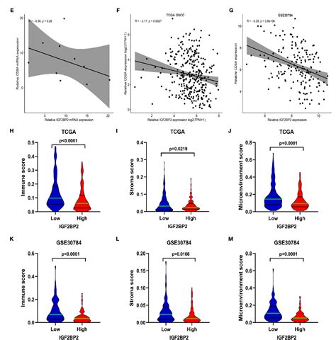 Figure 5 From Upregulation Of Igf2bp2 Promotes Oral Squamous Cell
