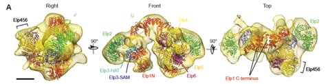 Yip Calvin Department Of Biochemistry