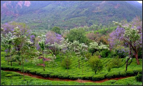 Jacaranda Trees Munnar Organikos