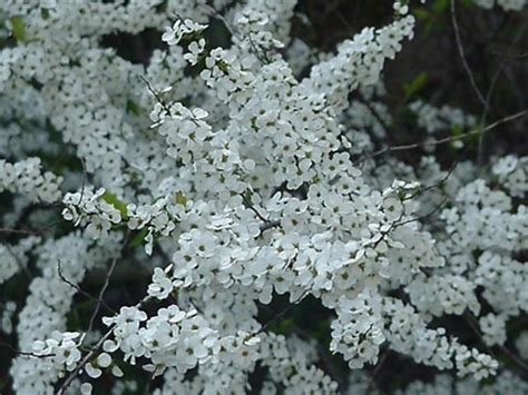 Yuki Yanagi Japanese Flowers Spring Flowering Trees Japanese