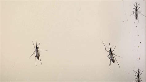Us To Use Genetically Modified Mosquitoes To Fight Dengue Fever