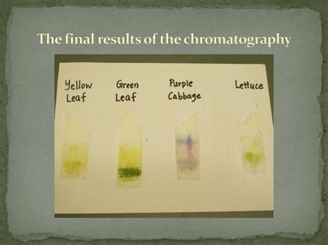 Ppt Leaf Chromatography Powerpoint Presentation Free Download Id 5313008