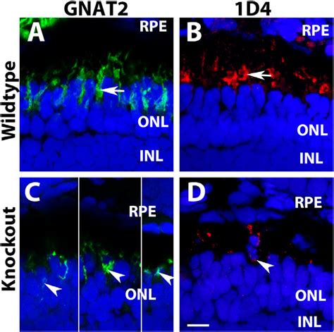 mislocalization of cone outer segment proteins in tmem216 knockout